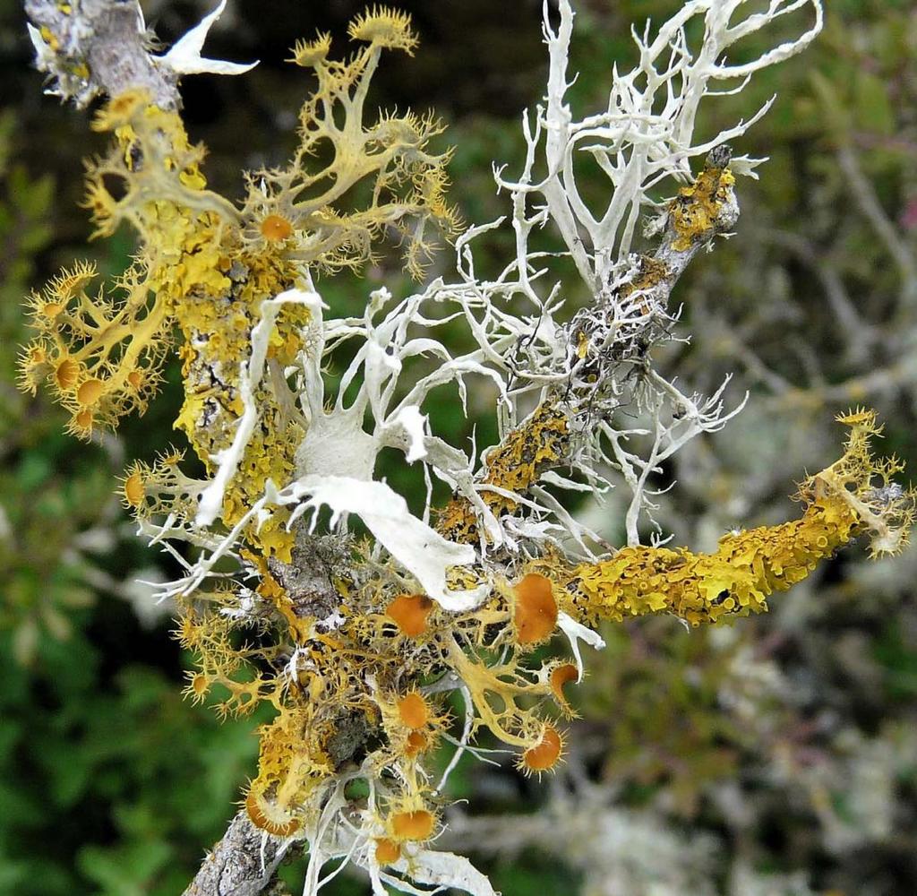 "The Lichens of Italy" | Università degli studi di Trieste